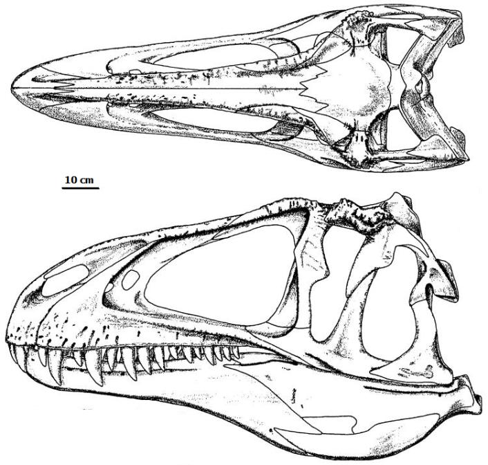 베테루프리스티사우루스 밀네리(Veterupristisaurus milneri) : 네이버 블로그
