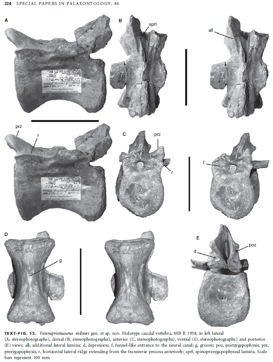 베테루프리스티사우루스 밀네리(Veterupristisaurus milneri) : 네이버 블로그