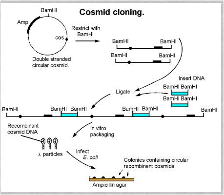 임학태의 유전학강의 유전자 클로닝 유전공학 벡터 형질전환 Cloning vectors plasmid transformation ...