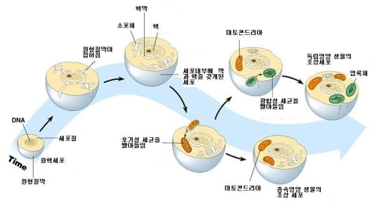 원핵세포에서 진핵세포로의 진화 네이버 블로그