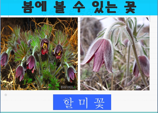 인지과학 봄꽃의종류꽃이름알기사계절알기봄에하는일봄날씨그림자연결하기봄꽃퀴즈무료프린트학습지무료유아학습지 네이버 블로그