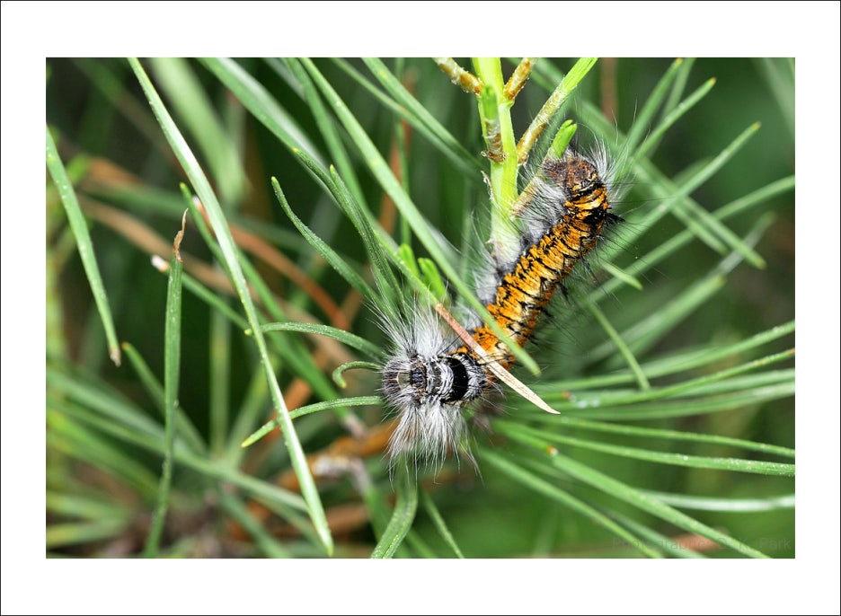솔나방(Dendrolimus spectabilis) - 유충 : 네이버 블로그