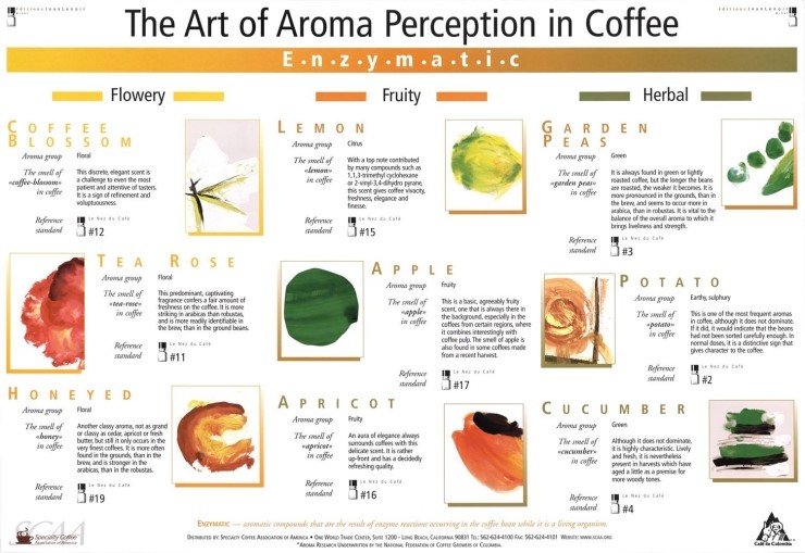 The Art of Aroma perception in Coffee - Enzymatic : 네이버 블로그