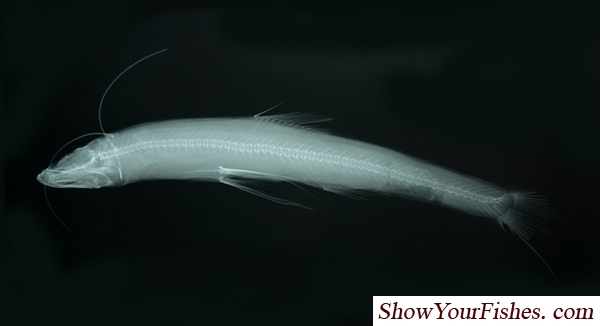 [심해생물 특집]야 니들 세발치(tripod fish)라고 알고있냐? : 네이버 블로그