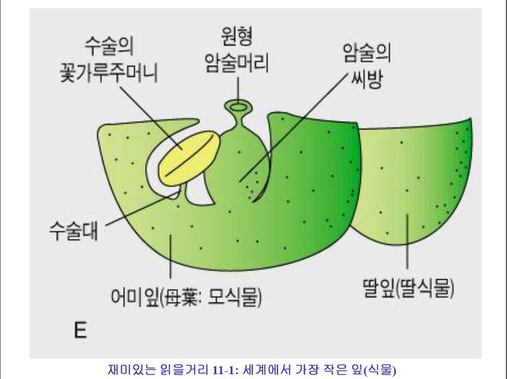 식물형태학 잎 1부 네이버 블로그