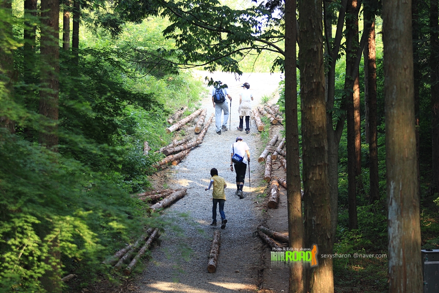 장성 편백나무숲 치유의숲 장성여행 장성 축령산 자연휴양림 추천산림욕장 산책길 6월 가족여행 힐링여행 네이버 블로그