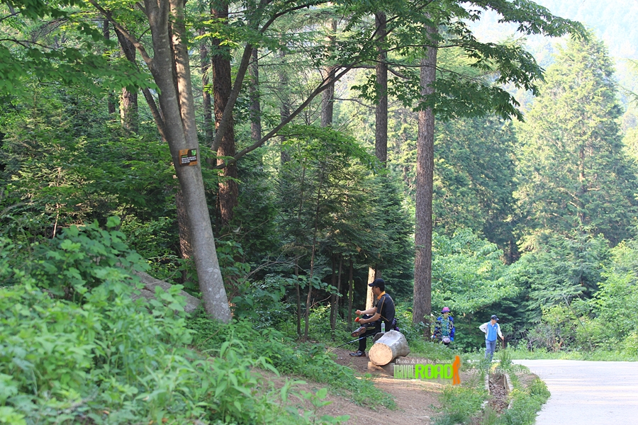 장성 편백나무숲 치유의숲 장성여행 장성 축령산 자연휴양림 추천산림욕장 산책길 6월 가족여행 힐링여행 네이버 블로그