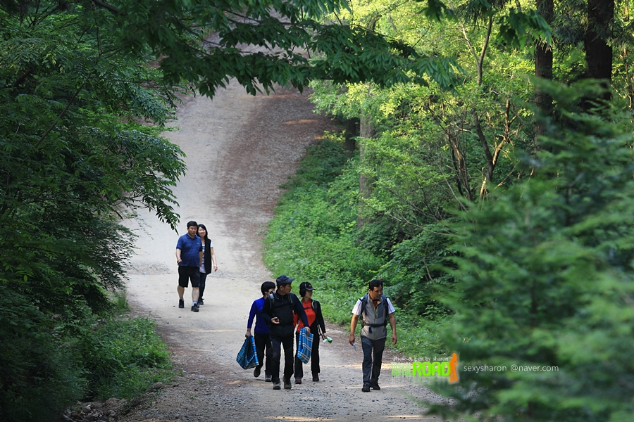 장성 편백나무숲 치유의숲 장성여행 장성 축령산 자연휴양림 추천산림욕장 산책길 6월 가족여행 힐링여행 네이버 블로그