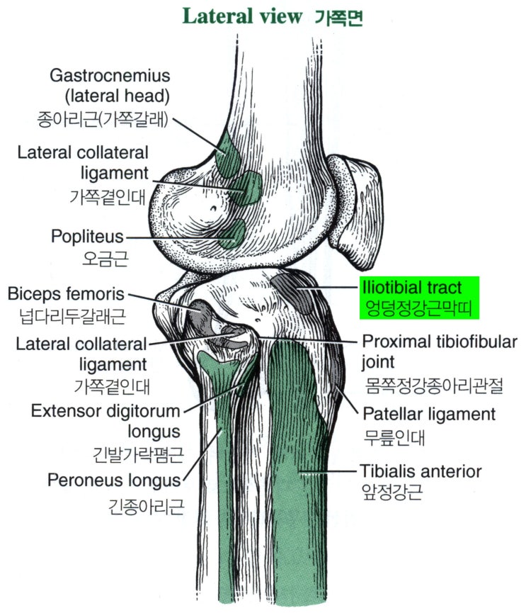 넙다리대퇴의 근육 1 Tensor Fasciae Latae 넙다리근막긴장근 대퇴근막장근大腿筋膜張筋 네이버 블로그