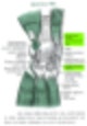 넙다리(대퇴)의 근육 4 - Vastus Lateralis 가쪽넓은근 외측광근(外側廣筋) : 네이버 블로그