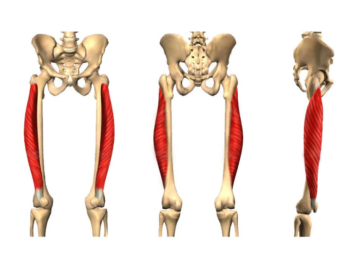 넙다리대퇴의 근육 4 Vastus Lateralis 가쪽넓은근 외측광근外側廣筋 네이버 블로그