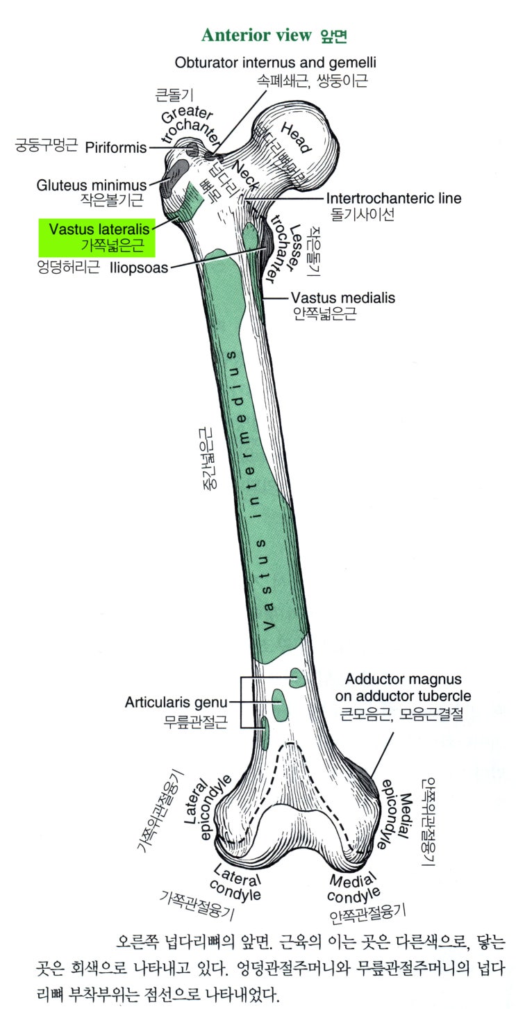 넙다리(대퇴)의 근육 4 - Vastus Lateralis 가쪽넓은근 외측광근(外側廣筋) : 네이버 블로그