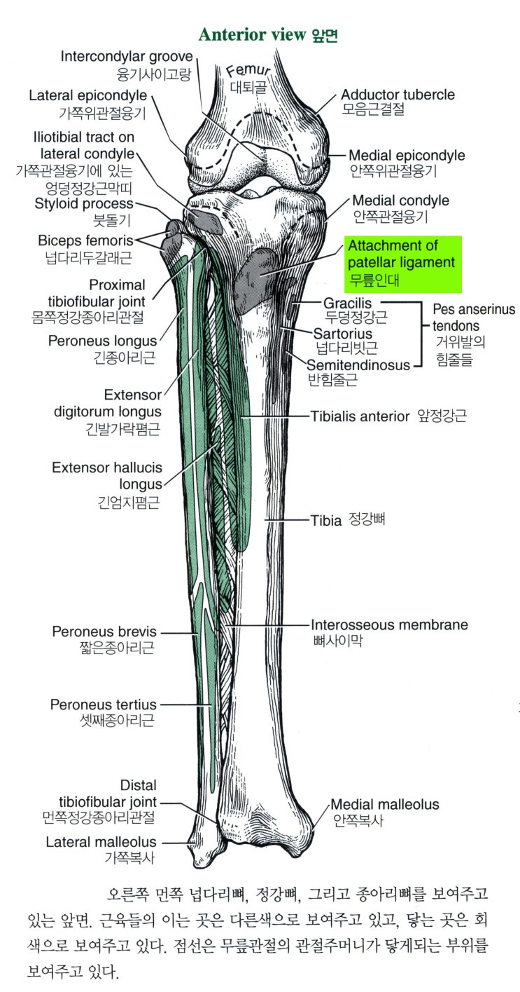 넙다리(대퇴)의 근육 4 - Vastus Lateralis 가쪽넓은근 외측광근(外側廣筋) : 네이버 블로그