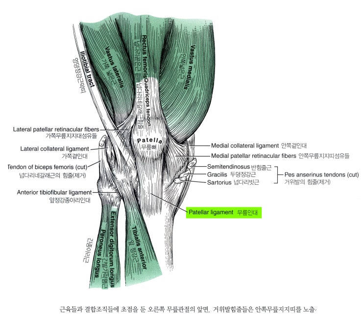 넙다리(대퇴)의 근육 4 - Vastus Lateralis 가쪽넓은근 외측광근(外側廣筋) : 네이버 블로그