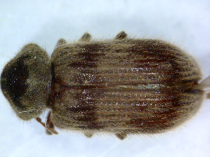 Nicobium hirtum(Illiger) 빗살수염벌레 제주, 김해 : 네이버 블로그
