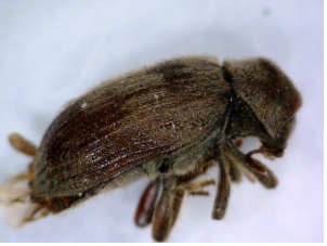 Nicobium hirtum(Illiger) 빗살수염벌레 제주, 김해 : 네이버 블로그