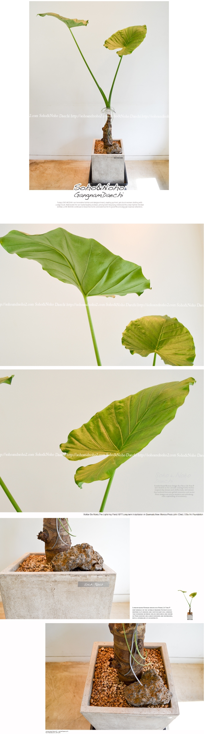 화초종류와 관엽식물종류 사진모음 네이버 블로그