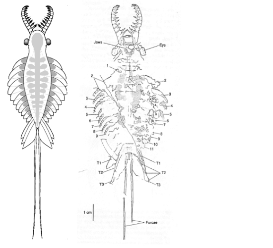 [고대생물]지구의 탄생과 생명의 진화-1편: 선캄브리아기~캄브리아기 : 네이버 블로그