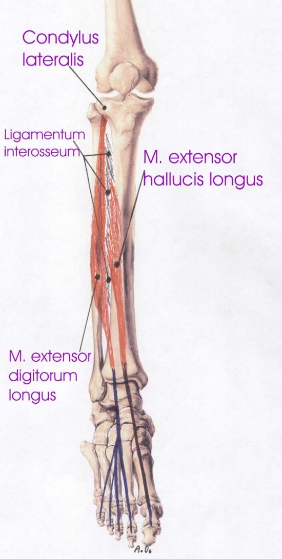 해부학- extensor digitorum longus (장지 신근) : 네이버 블로그