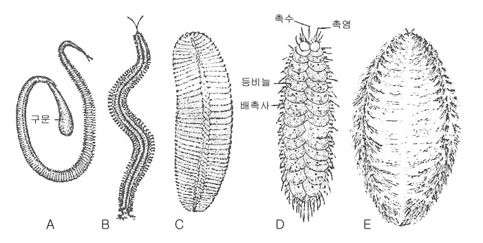 [동물분류학] 10주차. 내항동물문, 새예동물문, 동갑동물문, 연체동물문, 환형동물문 : 네이버 블로그