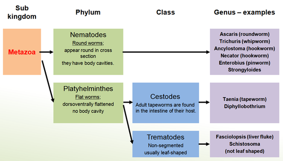 Parasites(기생충)에 대하여.. : 네이버 블로그