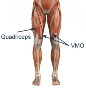 넙다리(대퇴)의 근육 8 - Sartorius 넙다리빗근 봉공근(縫工筋) : 네이버 블로그