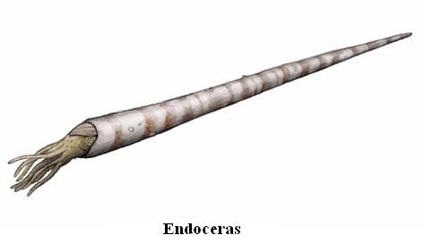 [고대생물]지구의 탄생과 생명의 진화-2편: 오르도비스기~데본기 : 네이버 블로그