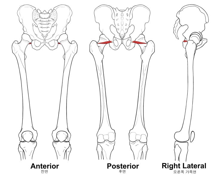 둔부(볼기)의 근육 4 - Gemellus Inferior 아래쌍둥이근 하쌍자근(下雙子筋) : 네이버 블로그
