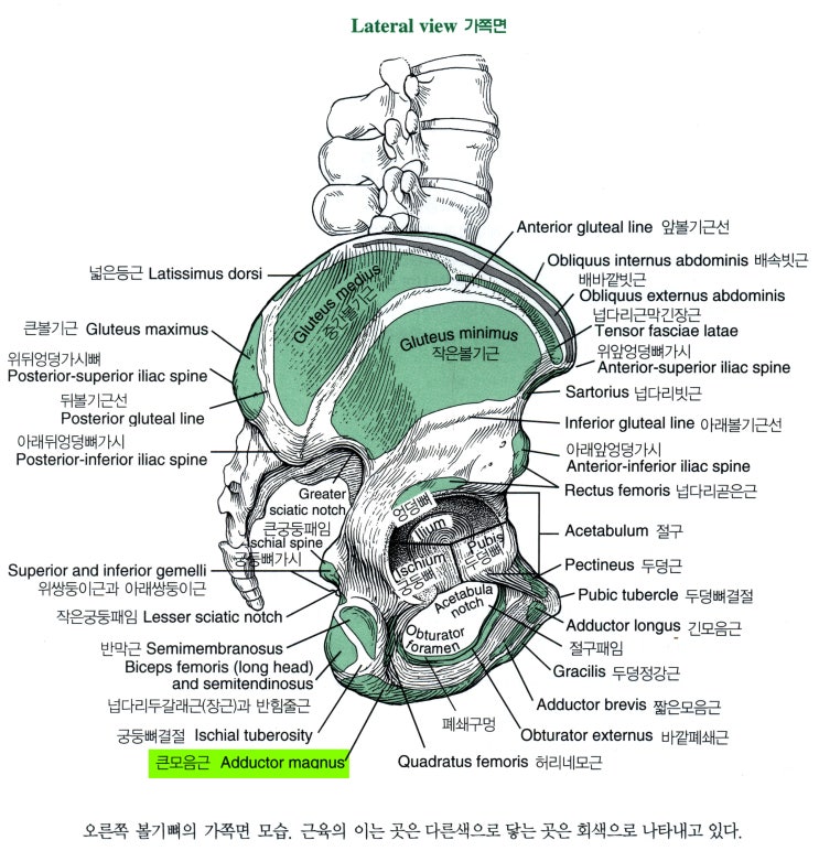 넙다리대퇴의 근육 9 Adductor Magnus 큰모음근 대내전근大內轉筋 네이버 블로그