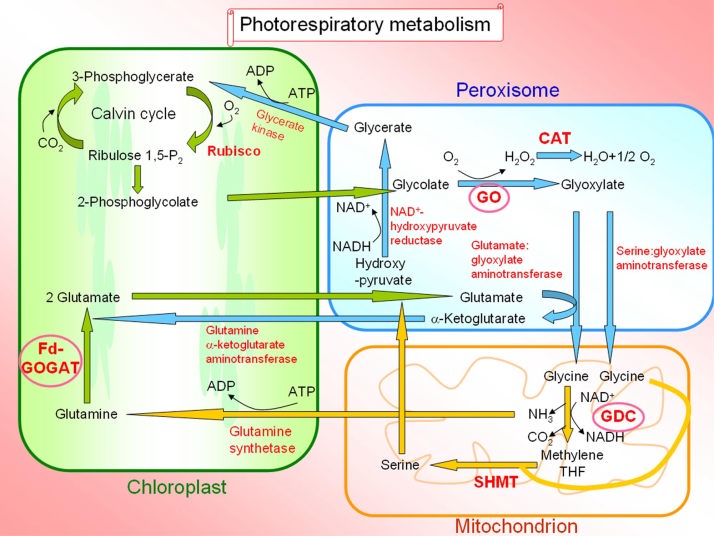 [meet 일반생물학] 4-1. 광호흡(photorespiration), C3/C4/CAM 식물 : 네이버 블로그