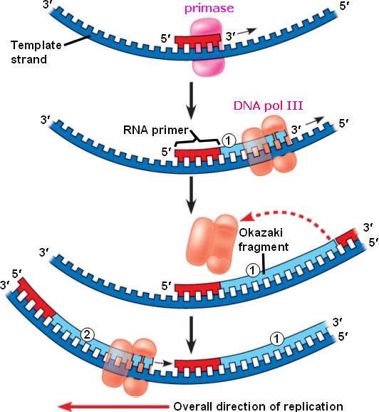 [meet 일반생물학] 분자생물학 8-3. DNA 복제 - leading strand와 laggin strand / 각종 효소의 ...