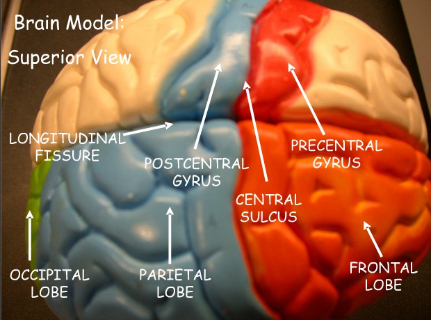 Chapter 1. 신경계 서론(Introduction to the nervous system) (하) : 네이버 블로그