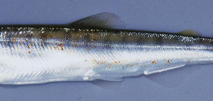 (물고기질병)#17.물고기 이치요보도 감염(Ichthyobodo infection in fish) : 네이버 블로그