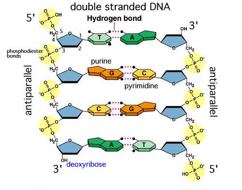 핵산(DNA, RNA)의 종류와 구조 : 네이버 블로그