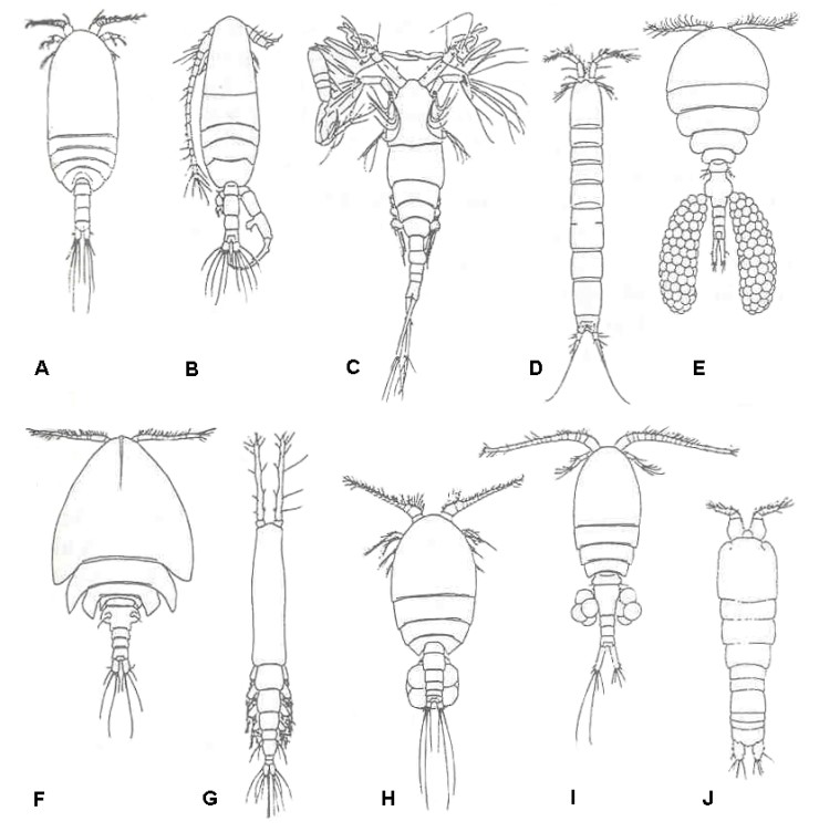 절지동물문(節肢動物門, ARTHROPODA) : 네이버 블로그