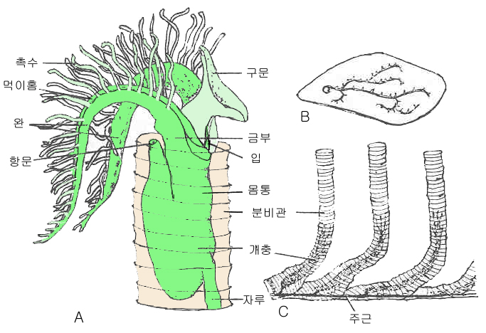 [동물분류학] 13주차. 반삭동물문, 척삭동물문-원삭동물아문(미삭,두삭)/-척추동물아문(어상강,양서강,파충류강) : 네이버 블로그