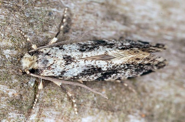 곡식좀나방 [tineid moth] : 네이버 블로그