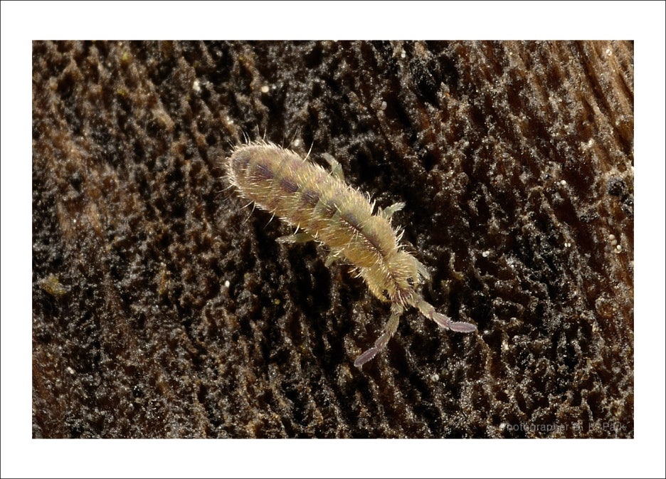 털보톡토기과(Homidia속?) : 네이버 블로그