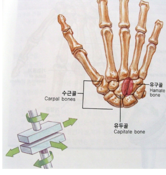 기관과 기관계 (The organs and system) 골격계 : 네이버 블로그