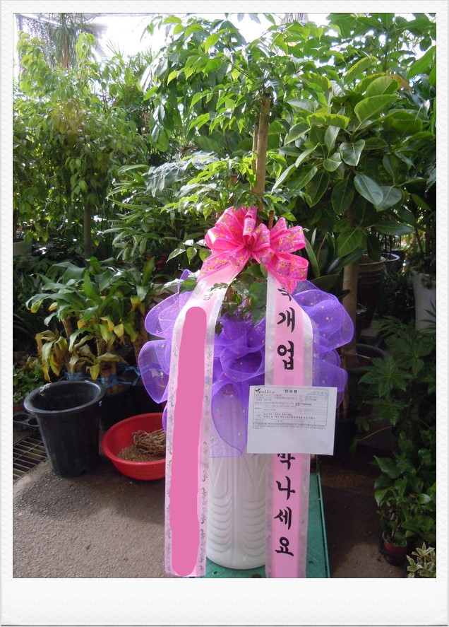 개업화분 녹보수 꽃배달 부산 꽃가게기장군 화원교리 꽃집 네이버 블로그