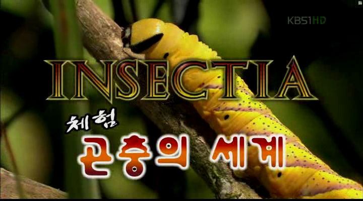 '체험 곤충의 세계(INSECTIA)' 소개 : 네이버 블로그