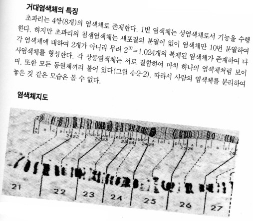 일반생물학 Exp6 사람의 핵형분석 And 초파리의 침샘 염색체 관찰 네이버 블로그
