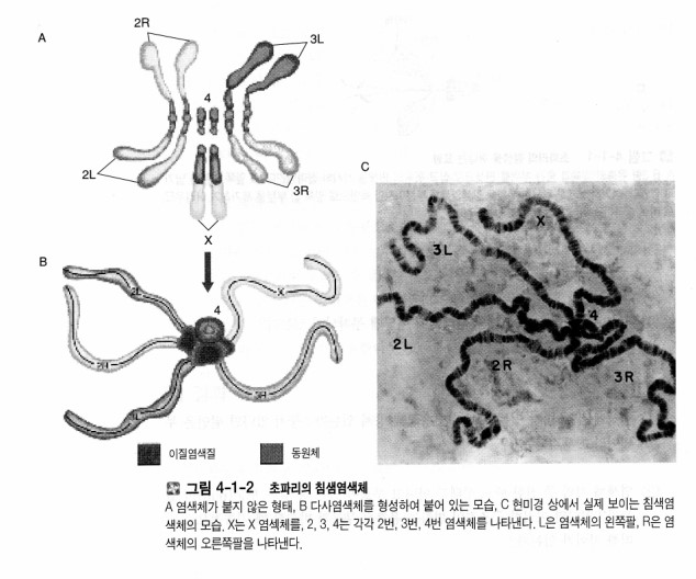 일반생물학 Exp6 사람의 핵형분석 And 초파리의 침샘 염색체 관찰 네이버 블로그