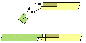 미생물 동정 실험 (2) ; DNA ligation, TA cloing, Transformation, Plasmid ...