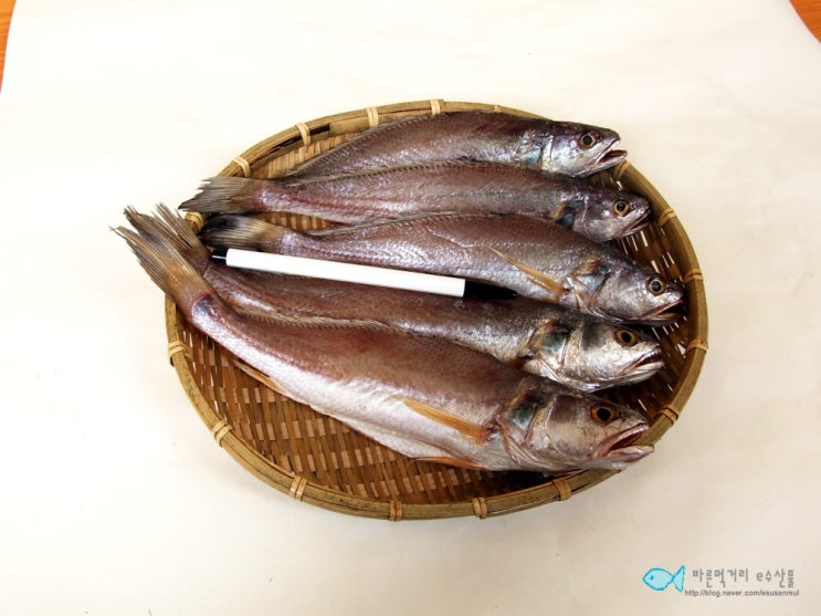 마산어시장 이수산물 반건조 구이용 민어조기 5마리마른생선말린생선 네이버 블로그