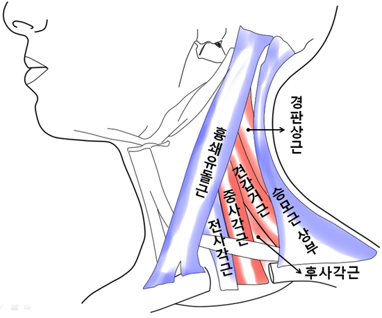 근육의 비틀림 방향3 일부머리와 목주변 네이버 블로그