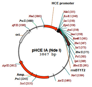 분자생물학적 기법을 이용한 토종 및 양봉꿀의 판별법 개발 : 네이버 블로그