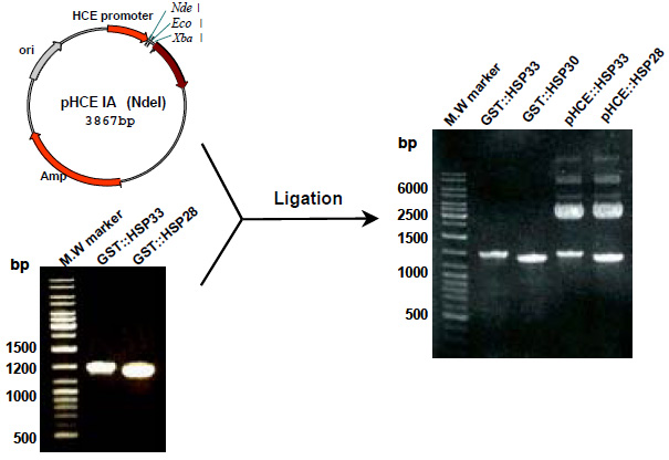 분자생물학적 기법을 이용한 토종 및 양봉꿀의 판별법 개발 : 네이버 블로그