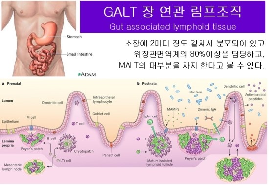 비특이적 면역 1차 방어선 : 장점막 ( GALT ) : 네이버 블로그