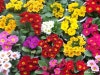 봄맞이 화분 꽃 ~ 프리뮬러 쥬리안 해바라기앵초 화초 농원花草 農園 V15 네이버 블로그
